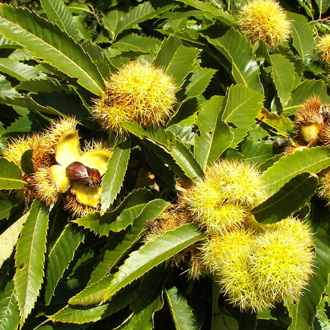 CASTANEA SATIVA – VIVAI PEDRANI